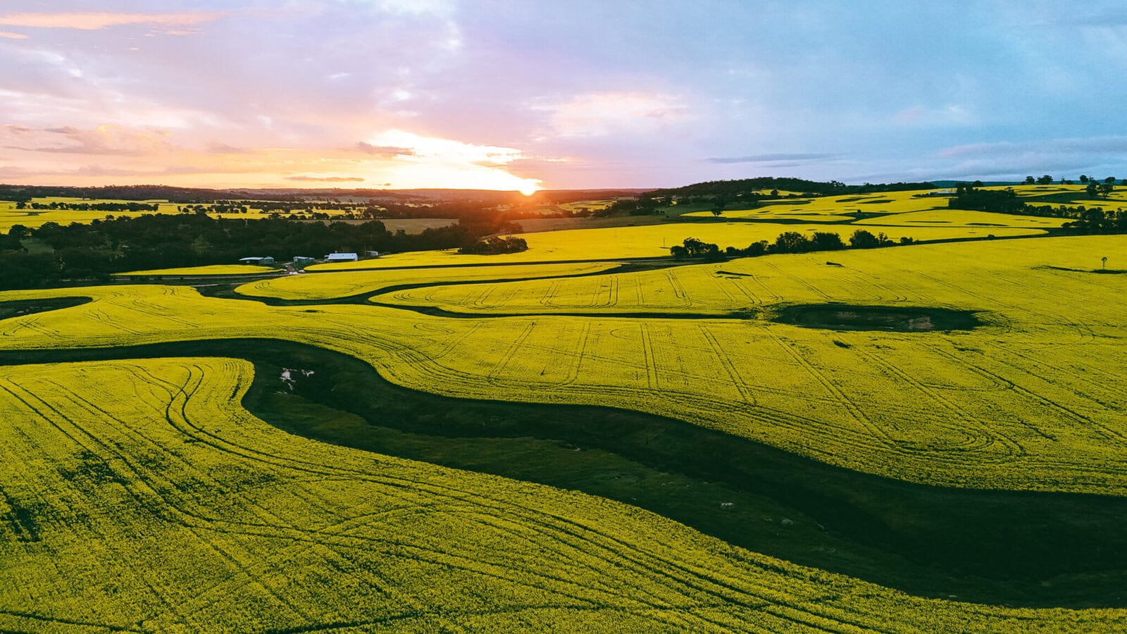 Ultimate Guide To Visiting The Canola Fields in York (2025)