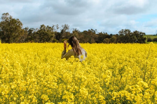Ultimate Guide To Visiting The Canola Fields in York (2025)